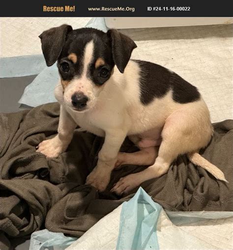 Adopt 24111600022 ~ Rat Terrier Rescue ~ Orlando Fl