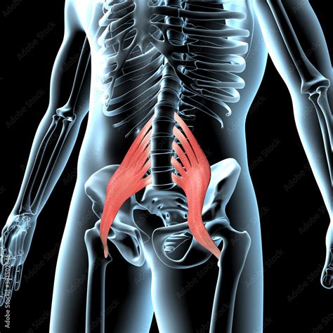 3d Illustration Of The Psoas Major Muscles Anatomical Position On Xray