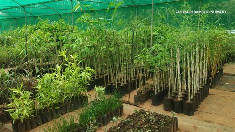 The Bamboo Nursery Thats How Bamboo Spreads Smiles On Faces Proud