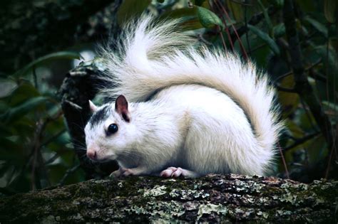 Piebald Squirrel