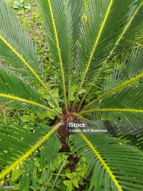 Cycads Are Seed Plants That Have Tough Woody Stems With Large Hard Stiff Green And Pinnate