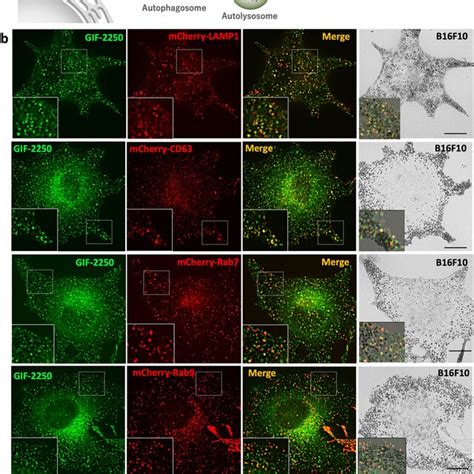  2250 Highlights Late Endosomes And Lysosomes In B16f10 Cells A Download Scientific Diagram