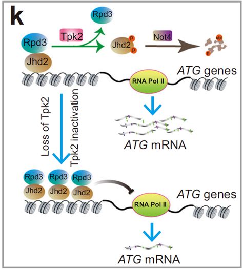 Nature子刊 3篇！湖北大学发现新陈代谢和组蛋白修饰之间的直接联系 知乎