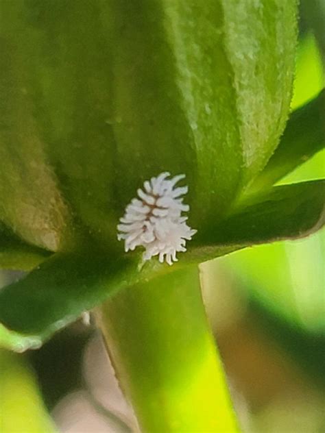 What In The Ct Bug Is This Found In Eastern Ct Rwhatsthisbug