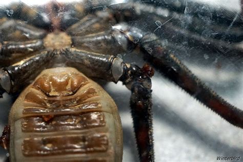 테일리스 휩 스콜피온 Tailless Whip Scorpion 사육 가이드 Ver1 3 17 6 5 수정 네이버 블로그