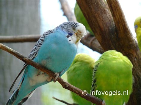 Schurftmijt Bij Vogels Infovogelsnl