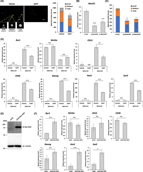 Ror1 Is Expressed Inducibly By Notch And Hypoxia Signaling And