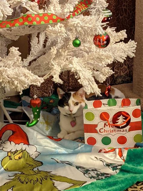 Dont Mind Me R Calicokittys