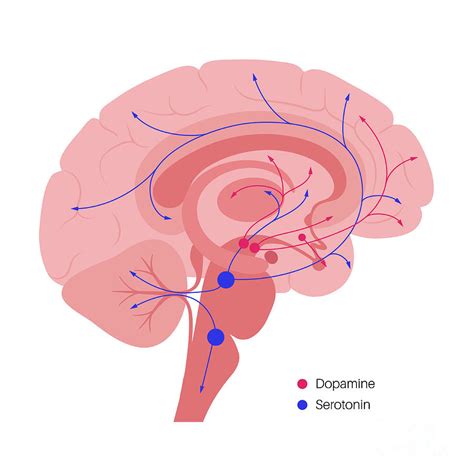Serotonin And Dopamine Pathway Photograph By Pikovit Science Photo