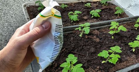 რა სარგებელის მოტანა შეუძლია სახამებელს ნერგებისთვის ნეტა აქამდე მცოდნოდა რჩევები ვივიენისგან