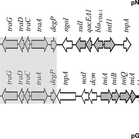 Genetic Map Of PGES GZ And Comparative Analysis Of Its Sequence With Download Scientific