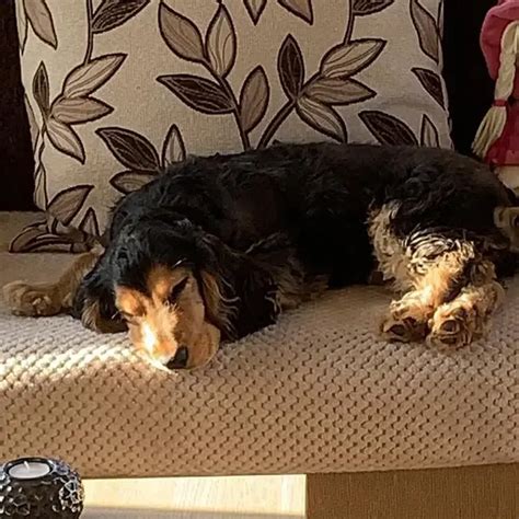 Shadow Cocker Spaniel English Purina Uk