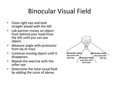 Eye And Vision Exercise 26 Bi Ppt Download