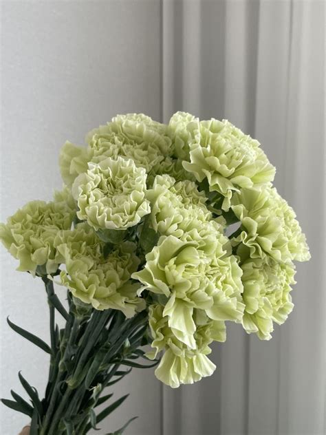 카네이션 정글 에이스플라워｜온라인꽃시장 온라인꽃도매