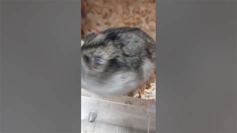 햄스터 힐링 영상 Youtube