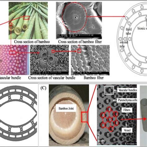 Pdf Lessons From Nature 3d Printed Bio Inspired Porous Structures For Impact Energy