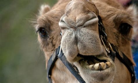 Ietf Herding The Dns Camel
