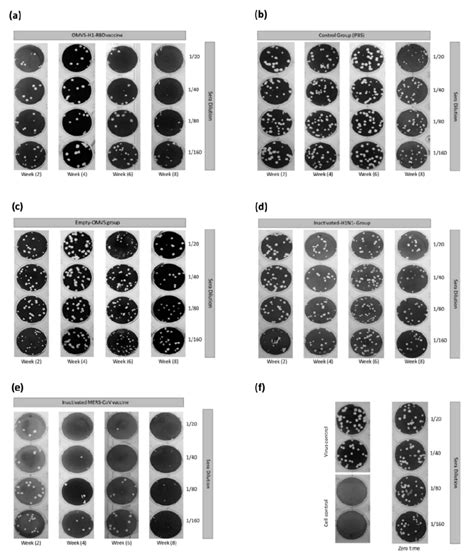 Plaque Reduction Neutralization Prnt From Week 2 To Week 8 In Mice