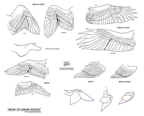 Deviantart More Artists Like Avian Wing Anatomy By Atethirteen Wings