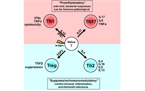 T cell differentiation When a naïve T cell encounters antigen in the Download Scientific