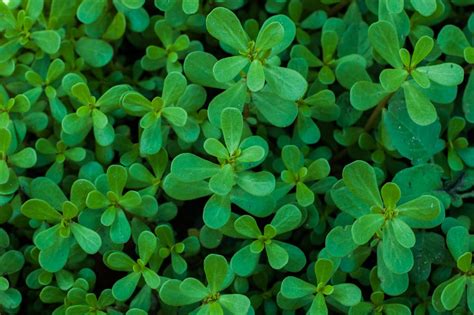 10 Most Common Invasive Weeds In New Mexico 2023 Guide The Gardening Dad