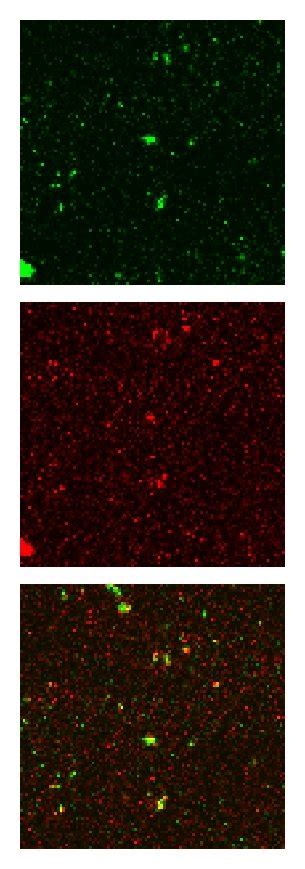 Bactericidal Effect Of Ethanol Extract Of R Javanica Cultured Mrsa Download Scientific