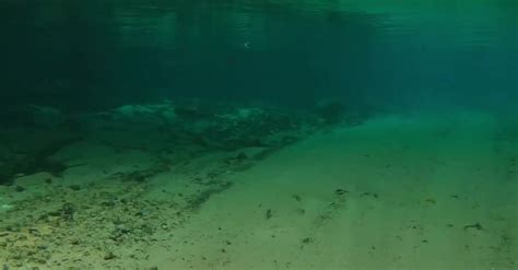 다이빙 맑은 물 물 물고기 바다 바다 경치 바다 생물 바다의 반사 생체 생태계 수생 수생 생태계 수생 서식지 수영 수족관 수중 수중 생활