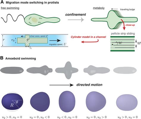 Amoeboid Motion