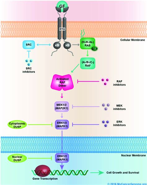 Mapk Signaling Pathway Download Scientific Diagram