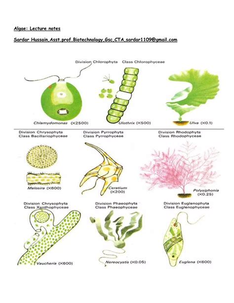 Algae Notes 1 Pdf