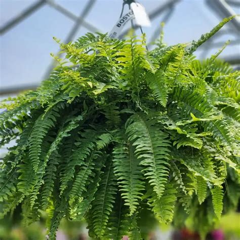 Boston Fern Hanging Basket