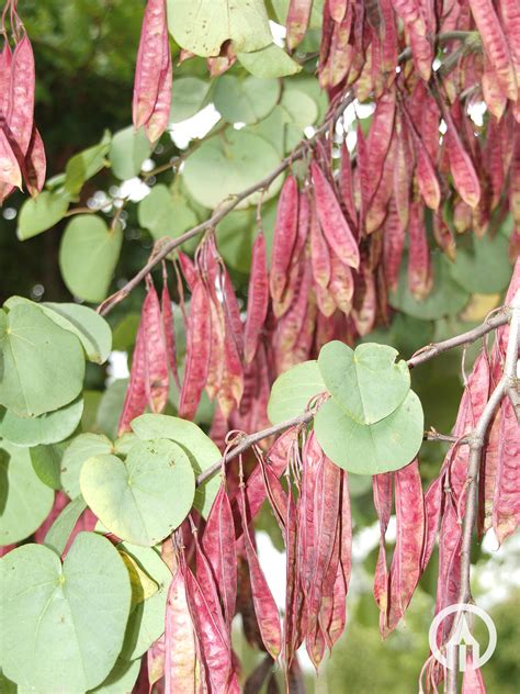 Cercis Siliquastrum Judas Tree Boomkwekerijen M Van Den Oever And Zonen