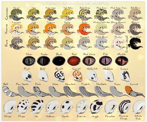 Great Reference All The Morphs And Patterns For Leopard Geckos