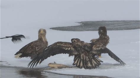 흰꼬리수리 먹이 뺏은 독수리 천수만 Youtube