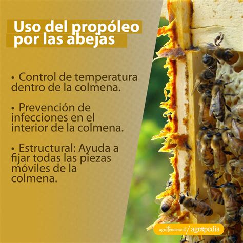 Conoce Qué Es El Propóleo Para Que Sirve Y Sus Beneficios