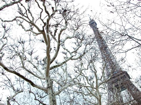Eiffel Tower Trees 2 Free Photo Download FreeImages