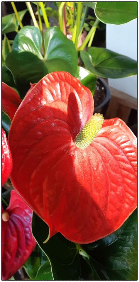 한 음소를 여러 음성적 특성을 별개로 ☞변별적 자질 네이버 블로그