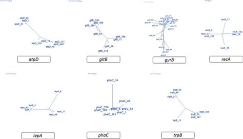 split network analysis of seven individual mlst loci split network