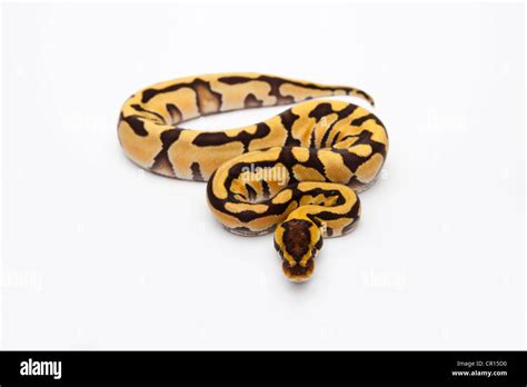 Tiger Ball Python Or Royal Python Python Regius Female Stock Photo Alamy