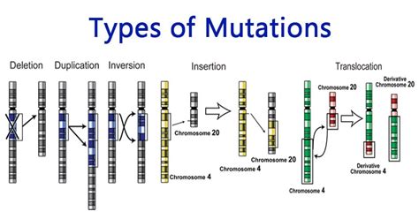 What Are The Types Of Mutations