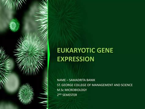 Eukaryotic Gene Expression Ppt