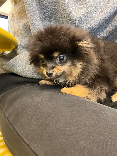 포메라니안 탄이 강아지 책임분양 아이조아 유기방지입양 파양 강아지보호소 고양이보호소 무료분양센터