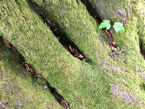 Moss Tree Roots Free Photo On Pixabay Pixabay