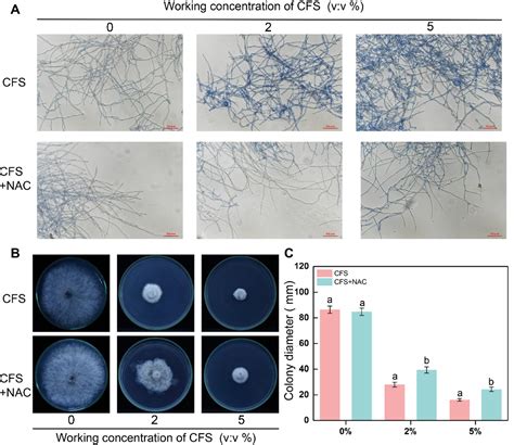 Figure 3 From Cell Free Supernatant Of Bacillus Subtilis Reduces Kiwifruit Rot Caused By