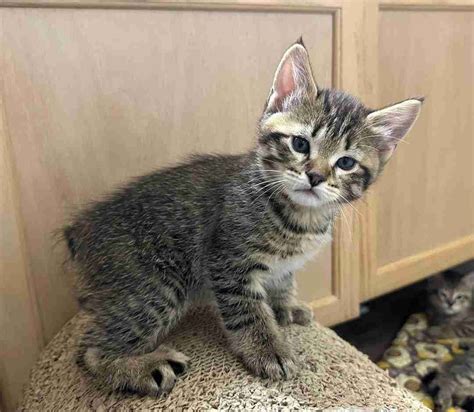 Pixie Bob Cat Cost Pixie Bob Cats Pixie Bob Pixie