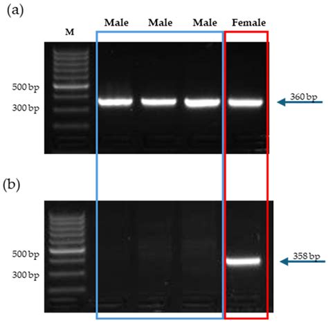 Fast And Simple Molecular Test For Sex Determination Of The Monomorphic