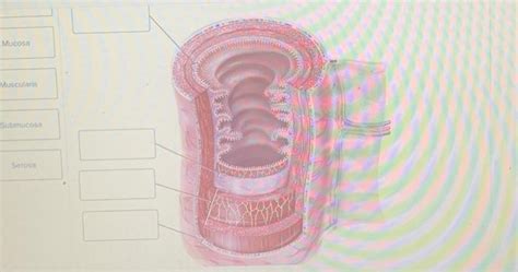Solved Label The Diagram Below Chegg Com