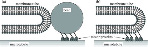 5 Sketches Of The In Vitro Experiments Where Membrane Nanotubes Are