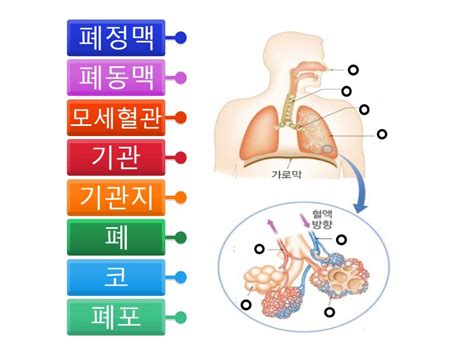 호흡기관의 구조 Labelled Diagram