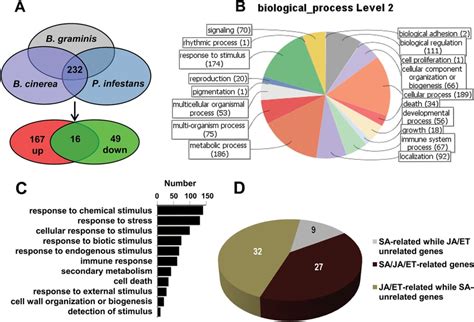 Transcriptomic Screening Of Candidate Genes In Arabidopsis Performed By